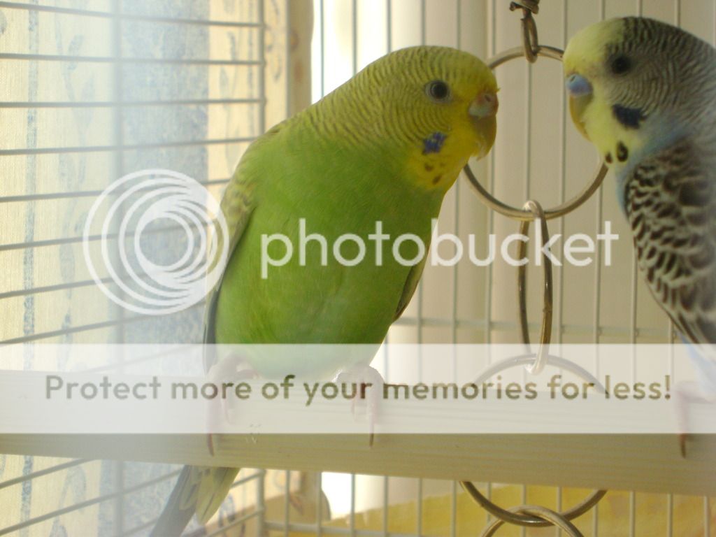 Periquitos australianos - Hembra cambiando color de céreo. Duda ...