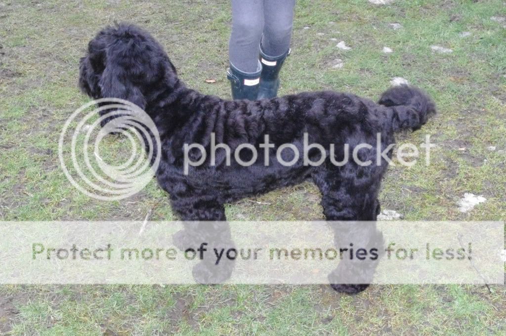 Grooming looks and instructions. | I Love My Cockapoo Forums