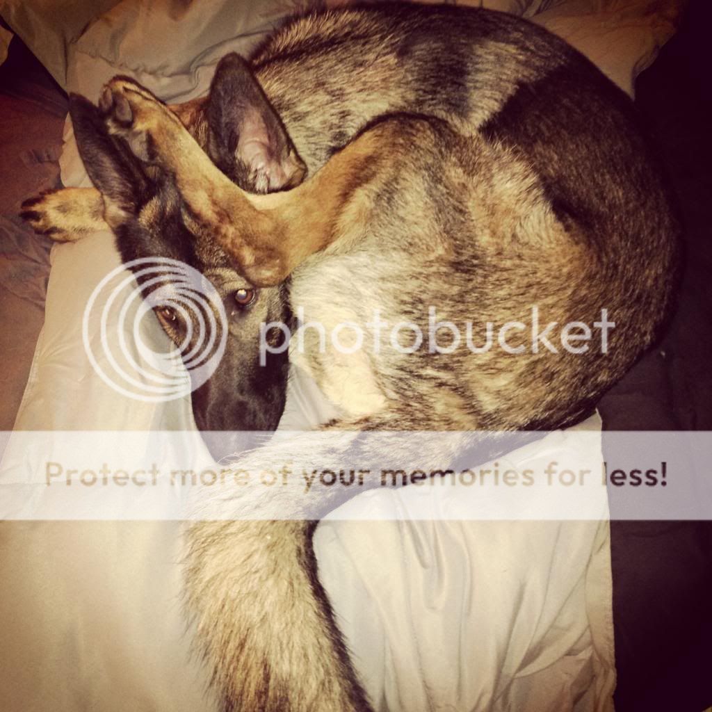 Updated Pictures of Monster | German Shepherds Forum