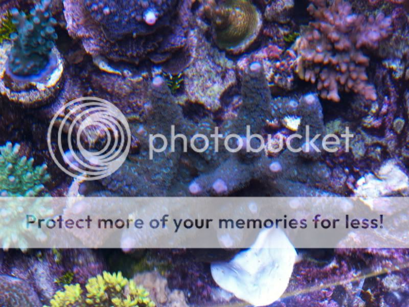 blue matrix ? - Reef Central Online Community